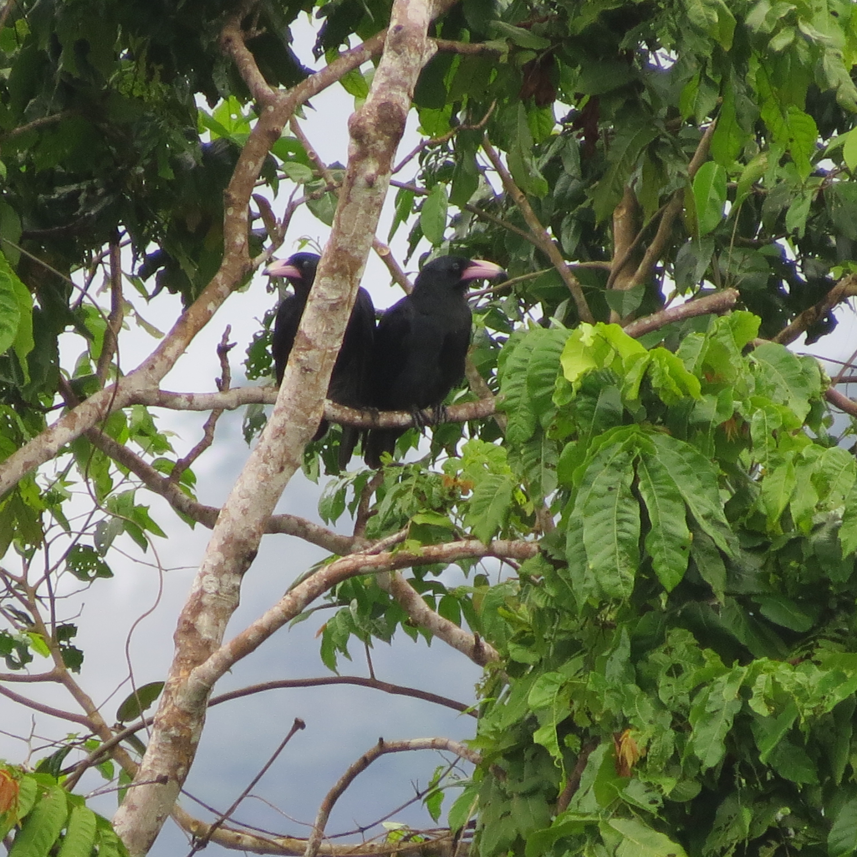 Birdwatching | Tourism Solomons