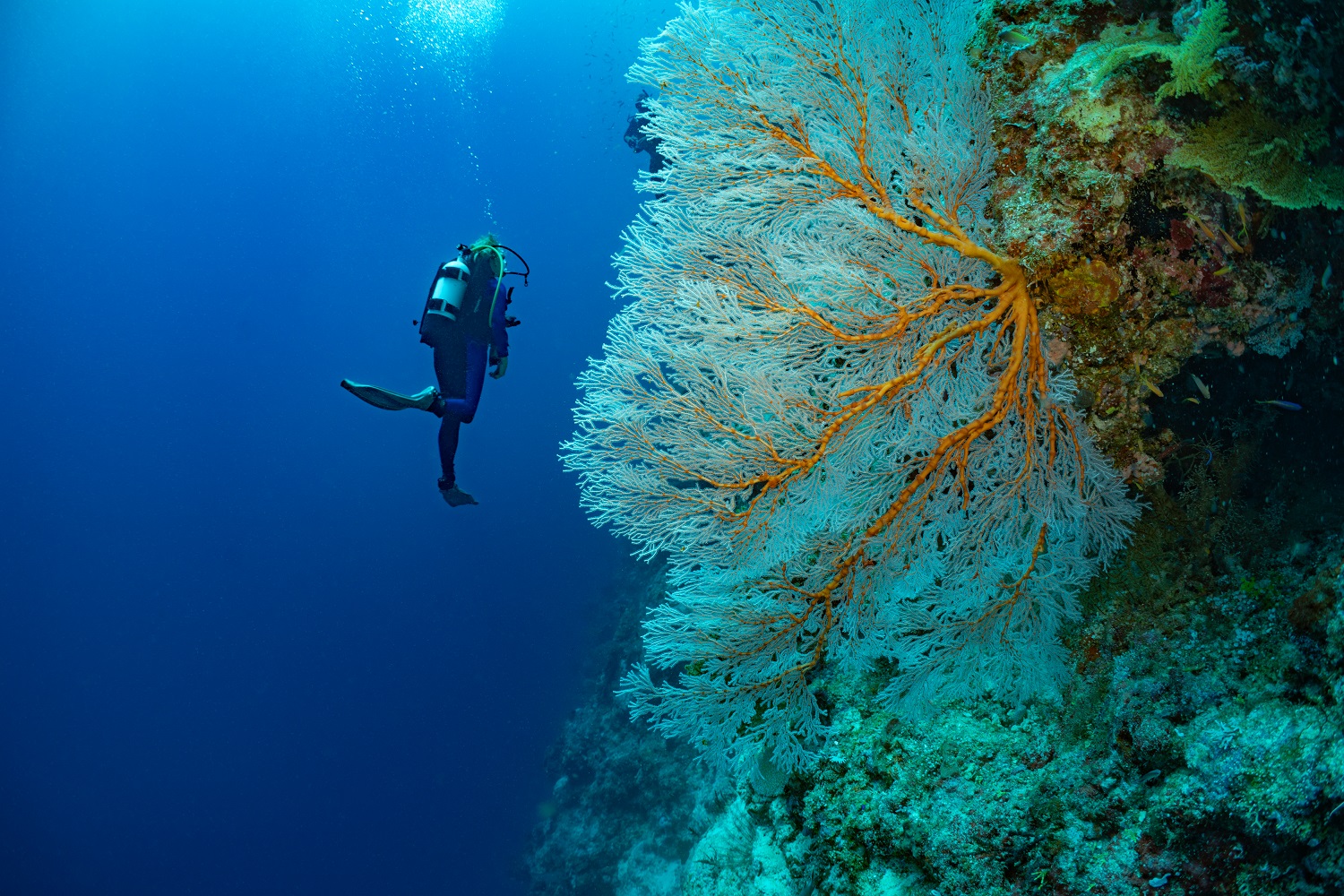 Fatboys – the new kid on the Solomon Islands dive scene | Tourism Solomons